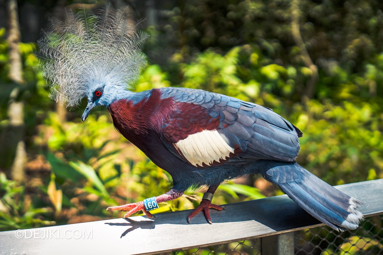 Bird Paradise Singapore - Photo Review and Guide | Dejiki.com