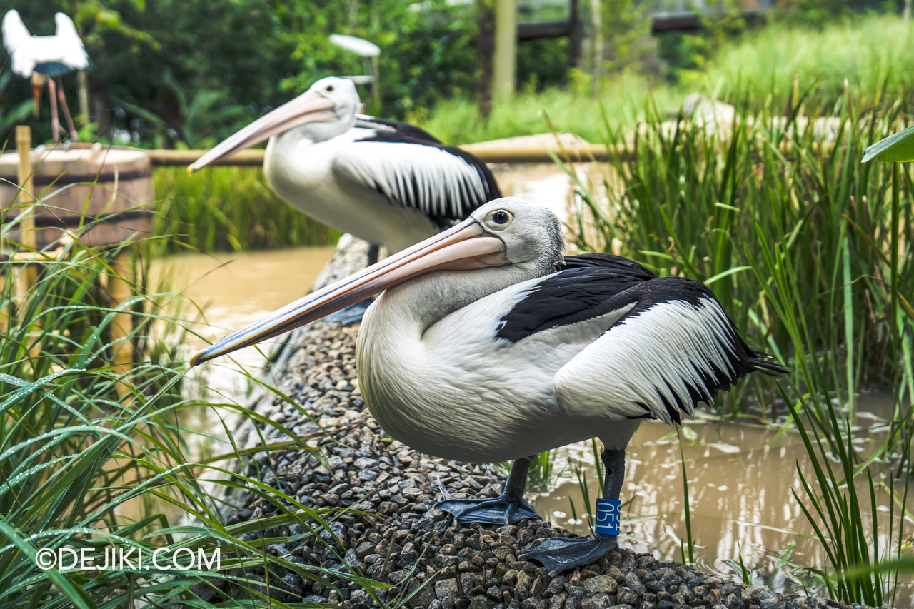 Bird Paradise Singapore - Photo Review and Guide | Dejiki.com