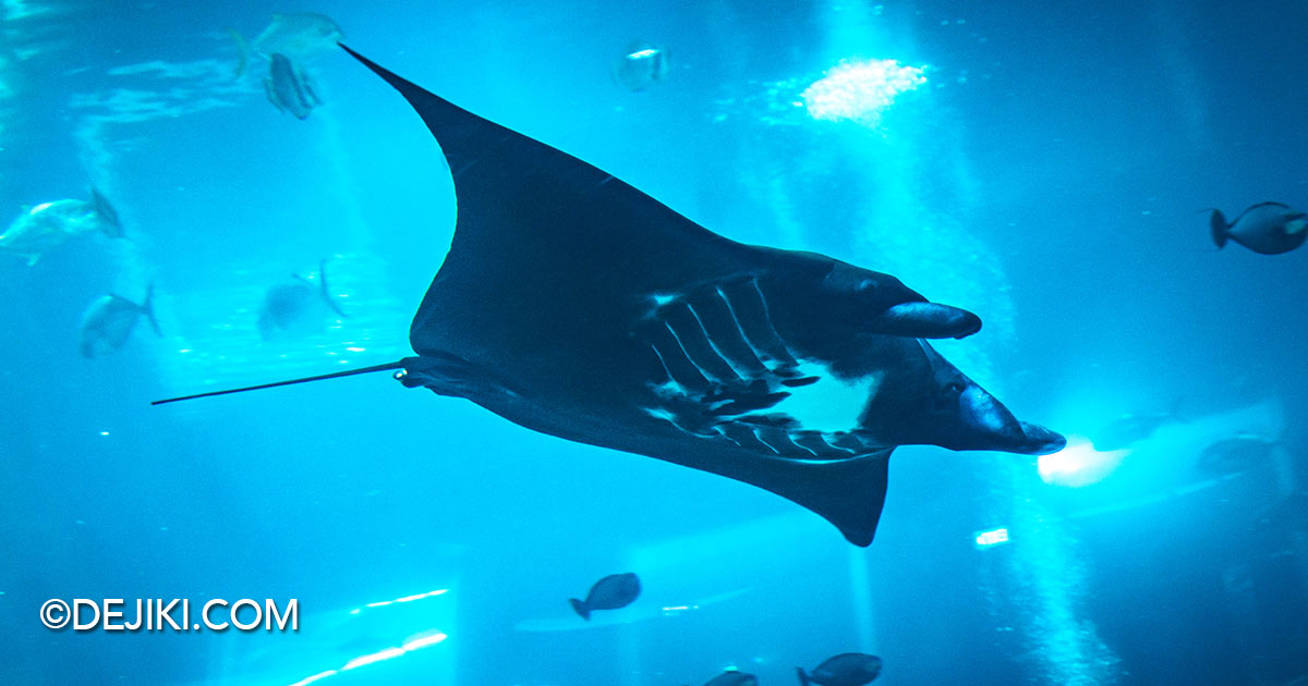 Animal Spotlight: Manta Rays at Singapore Oceanarium Review